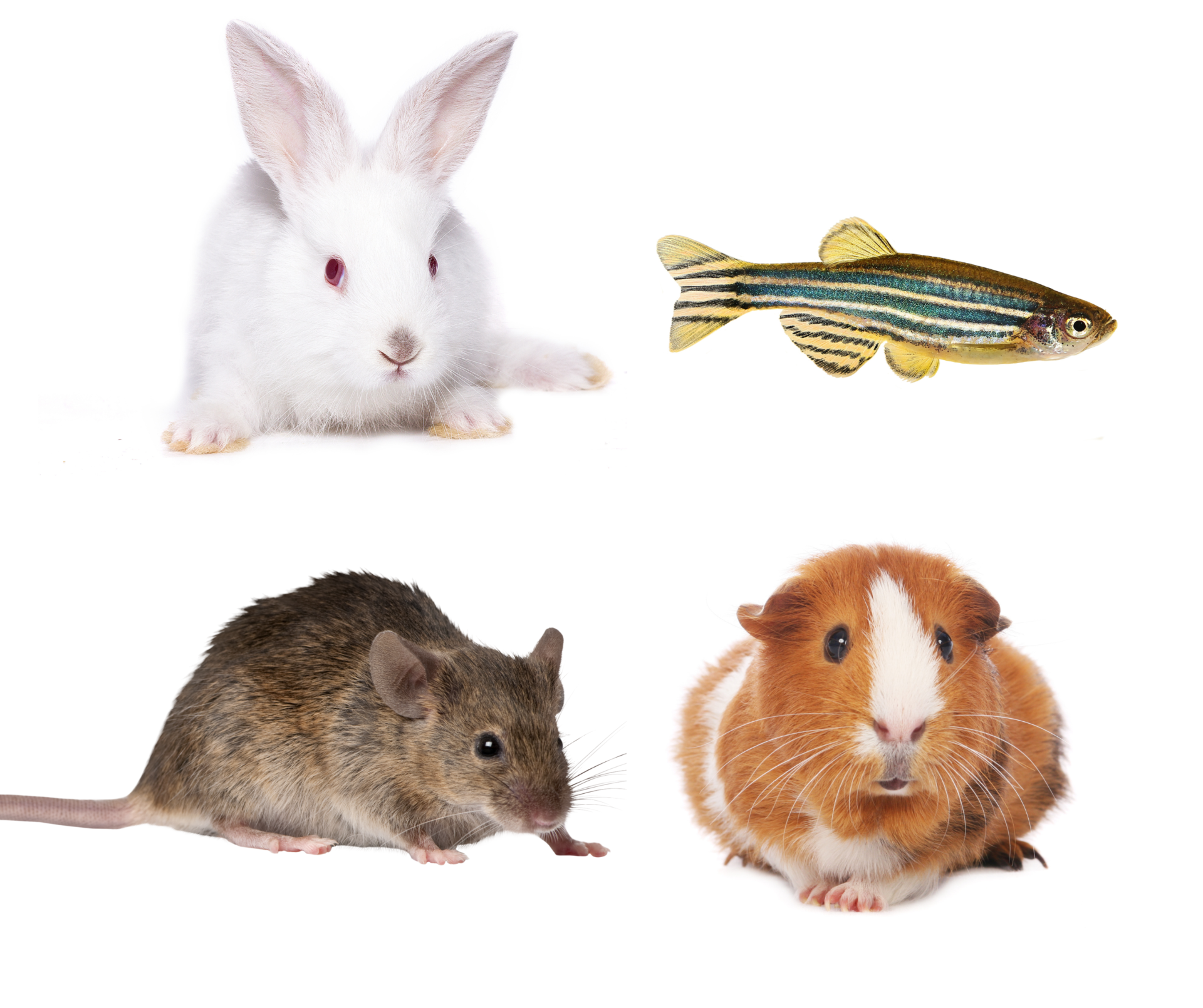 Laboratory Animals Transportation || JET8 Japan